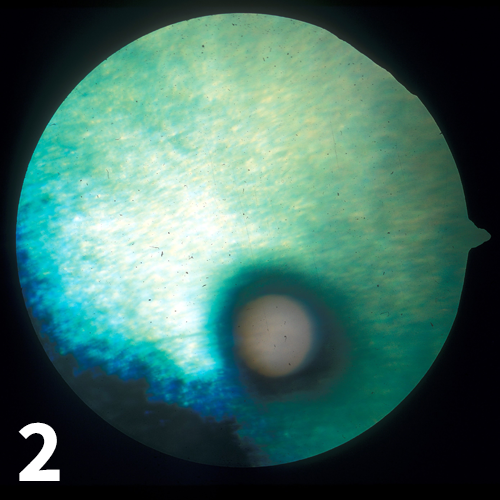 Progressive Retinal Atrophy Cat