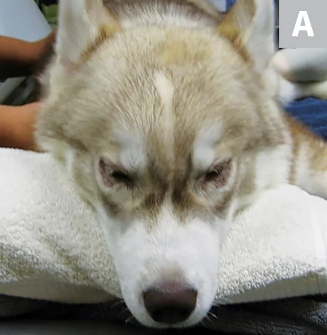 Nonresponsive Skin Lesions in a Siberian Husky