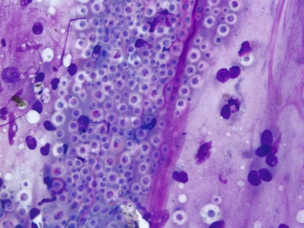 Clinical Image: What Is This Cat’s Diagnosis?