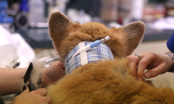 Guide to Enteral & Parenteral Nutrition in the ICU