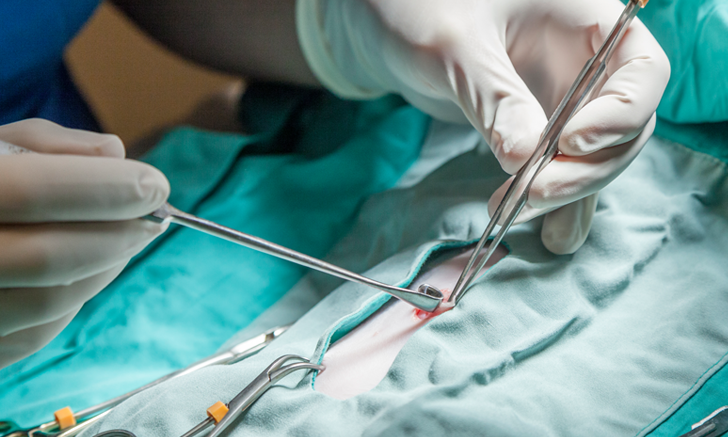 A Comparison of Nalbuphine, Butorphanol, & Morphine in Dogs