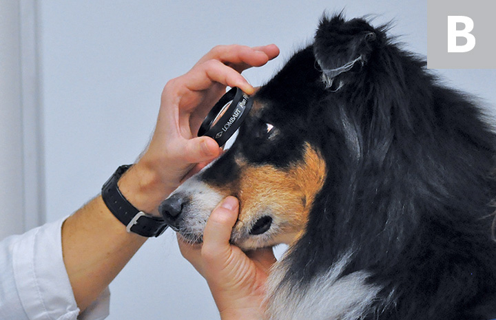 Fundic Examination | Clinician's Brief