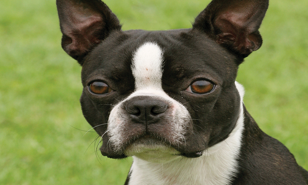 The Case: Retrobulbar Abscess or Something Else?