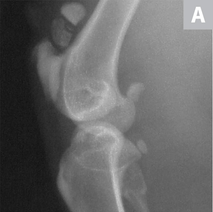 Pelvic Limb Lameness in a Cat | Clinician's Brief