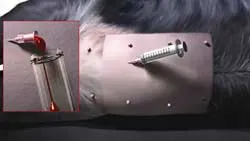 How to Perform an Abdominocentesis on a Dog: Step-by-Step