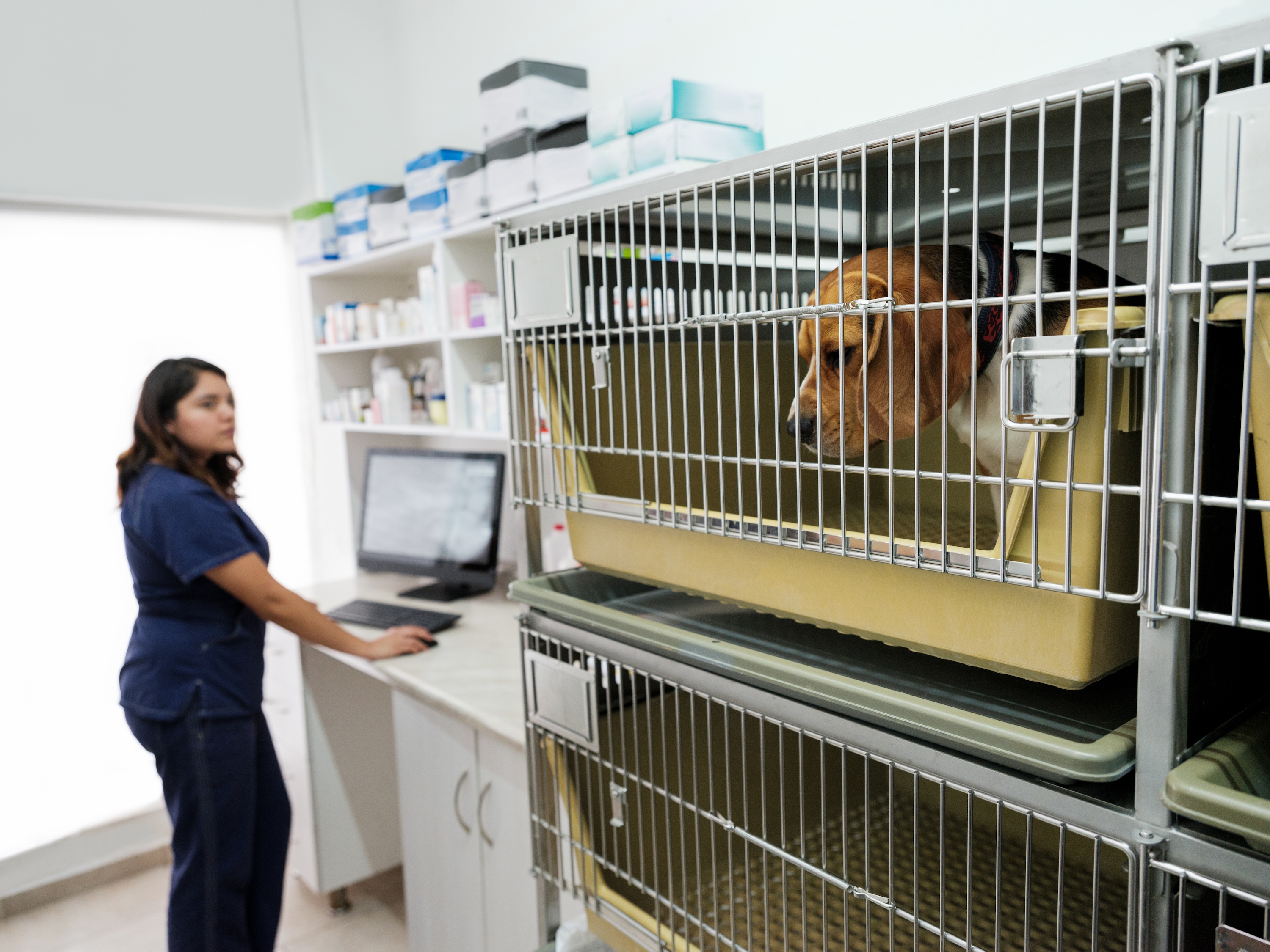 Working in the Veterinary Clinic After Dog Attacks