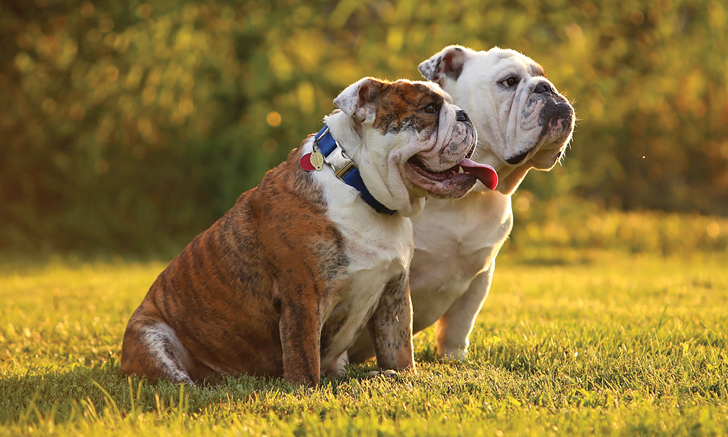 Brachycephalic Syndrome Treatment in Dogs