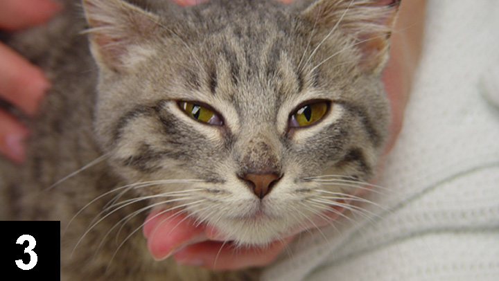 Scaling & Crusting Skin Disease | Clinician's Brief