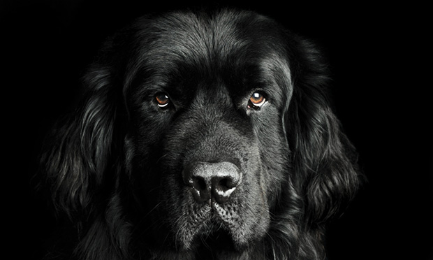Newfoundland With Dermatologic Disease & Osteoarthritis