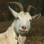 Modified Perineal Urethrostomy for Obstructed Goats | Clinician's Brief