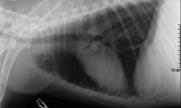 Weakness & Collapse in a Labrador Retriever