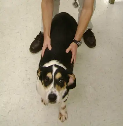 Body Condition Scoring for Dogs: Techniques & Scales