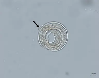 Rat Lungworm in Dogs: Distribution, Presentation, Diagnosis