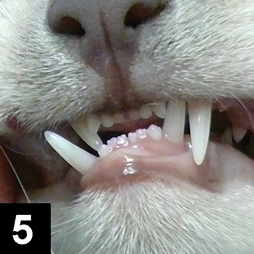 Occlusal Issues | Clinician's Brief