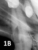 Tooth Resorption in Dogs | Clinician's Brief