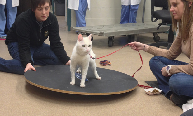 Rehabilitation Techniques for the Veterinary Technician