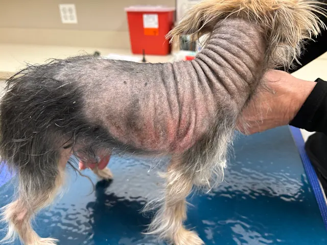 A Comprehensive Look at Canine Atopic Dermatitis