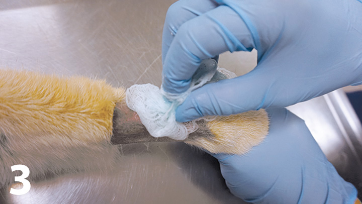 Step-by-Step: Peripheral Catheter Placement | Clinician's Brief