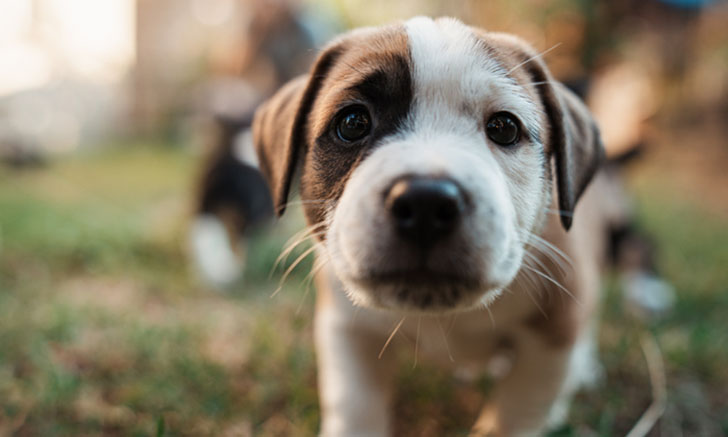 Pet Owner Handout: Canine Parvovirus: What Every Owner Should Know