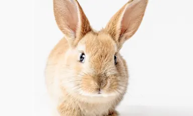 Life Expectancy of Pet Rabbits