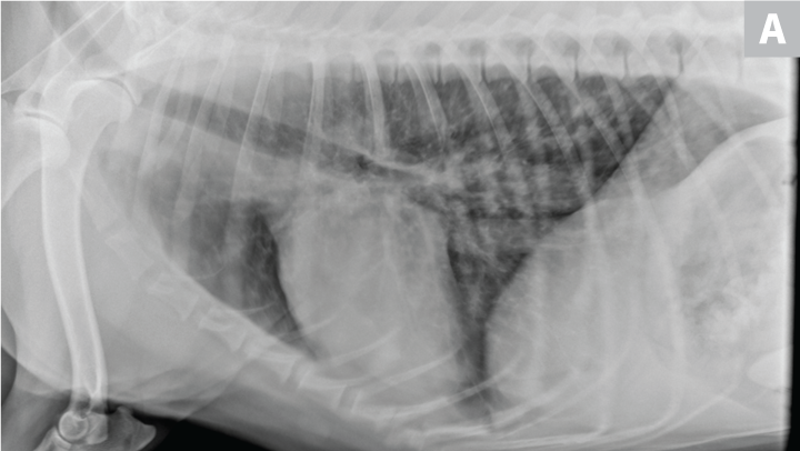 Common Pulmonary Diseases in Dogs | Clinician's Brief