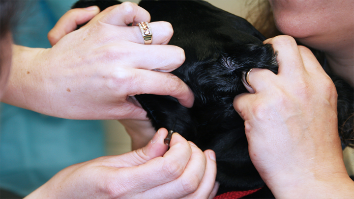 Metastatic Carcinoma in a Mandibular Lymph Node of a Dog