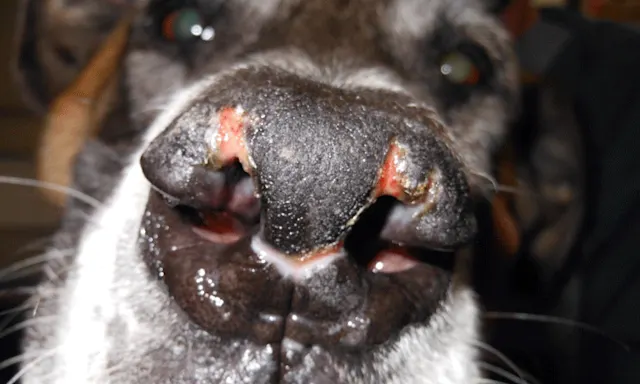 Gallery: Secondary Skin Lesions in Dogs | Clinician's Brief