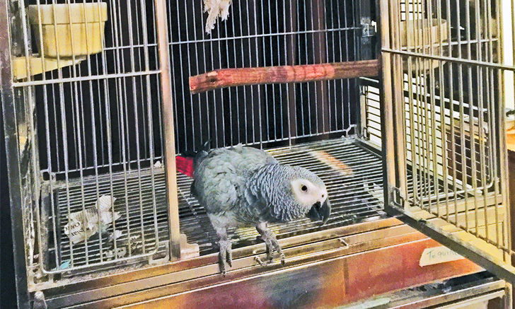 Environmental Enrichment for Pet Psittacines