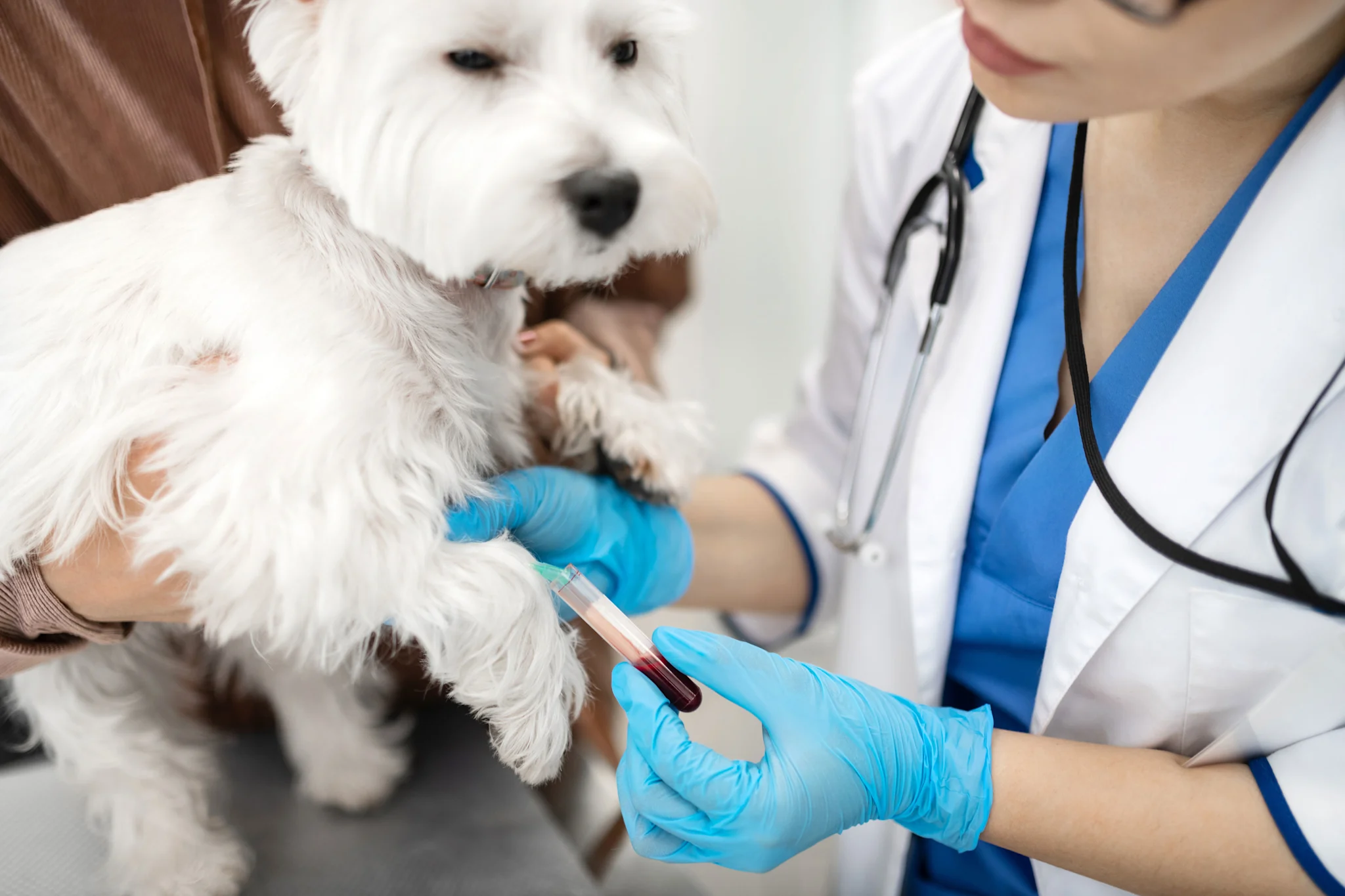 There's Nothing Cute About Acute Pancreatitis in Dogs