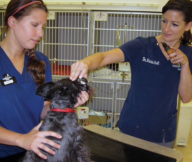 Physical Examination: The Cornerstone of Veterinary Medicine ...