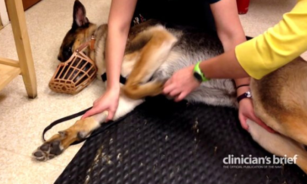 Ambulatory Paraparesis in a German Shepherd Dog