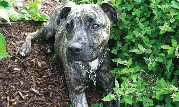 Rat Bait Toxicosis in a Dog
