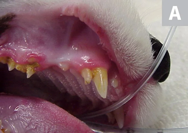 Pelvic Limb Lameness in a Cat