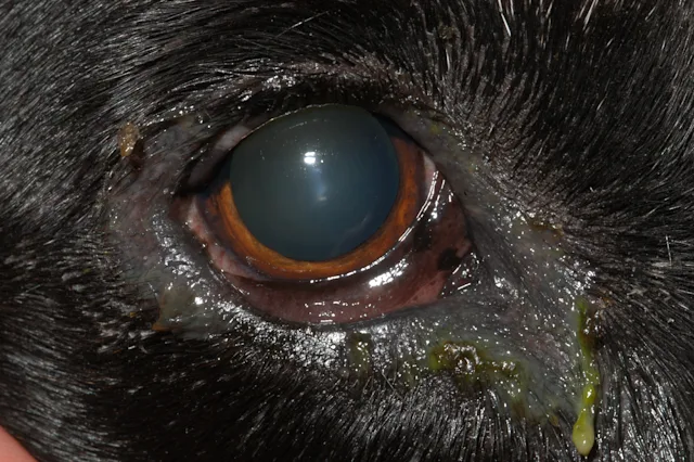 Identifying Causes of Eyelid Inflammation | Clinician’s Brief