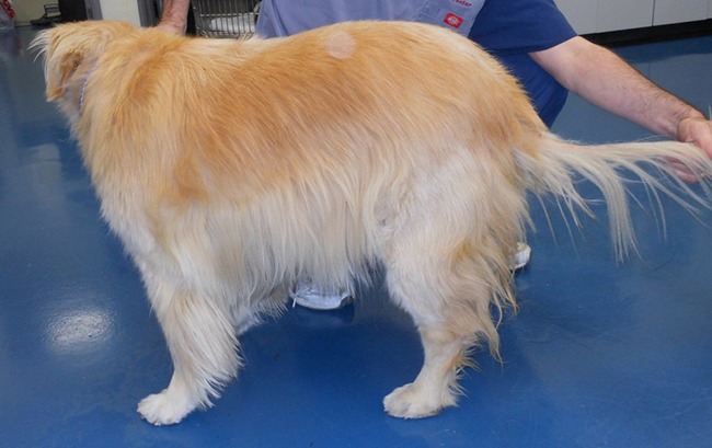 Clinical Image: What Disorder Is Affecting This Dog?