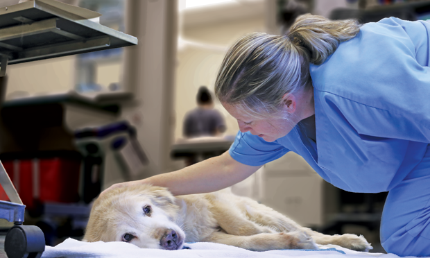 7 Steps for Assessing & Treating the Recumbent Dog