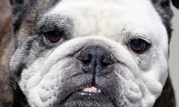 Perioperative Care for Dogs with Brachycephalic Syndrome | Clinician's ...