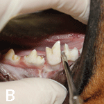 Extraction of the Mandibular First Molar in a Dog | Clinician's Brief