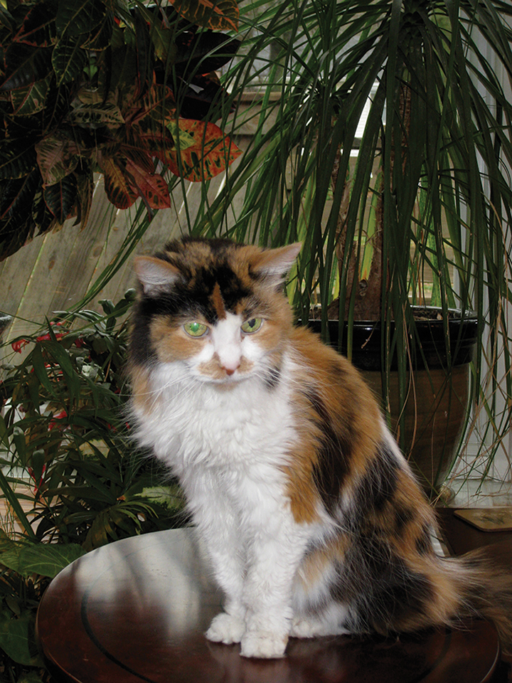 Diagnosing Feline Hyperthyroidism | Clinician's Brief