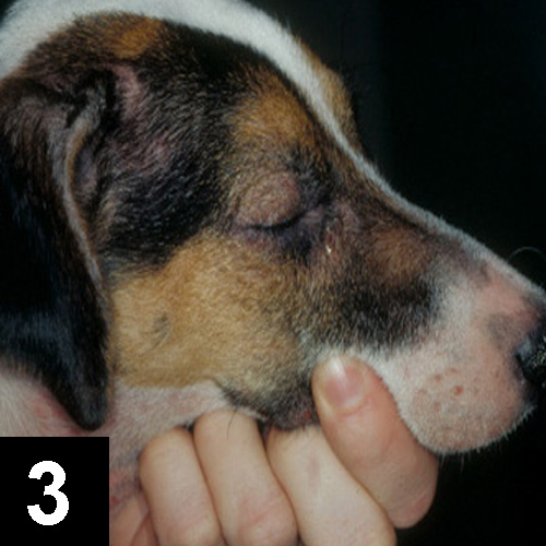 Progressive Nonseasonal Pruritus in a Young Dog | Clinician's Brief
