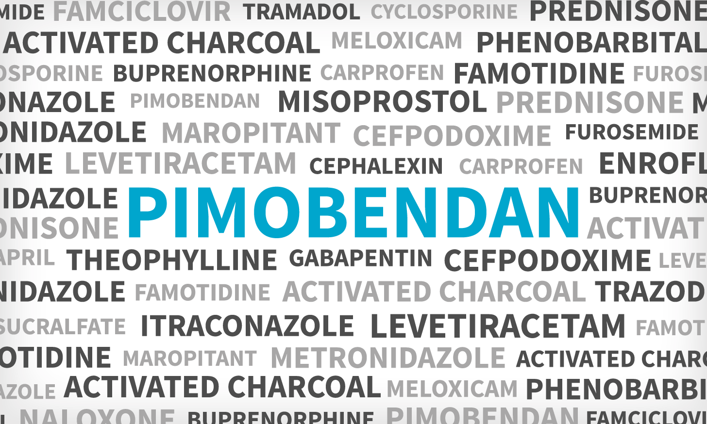 Pimobendan: Uses, Contradictions, Effects, Monitoring