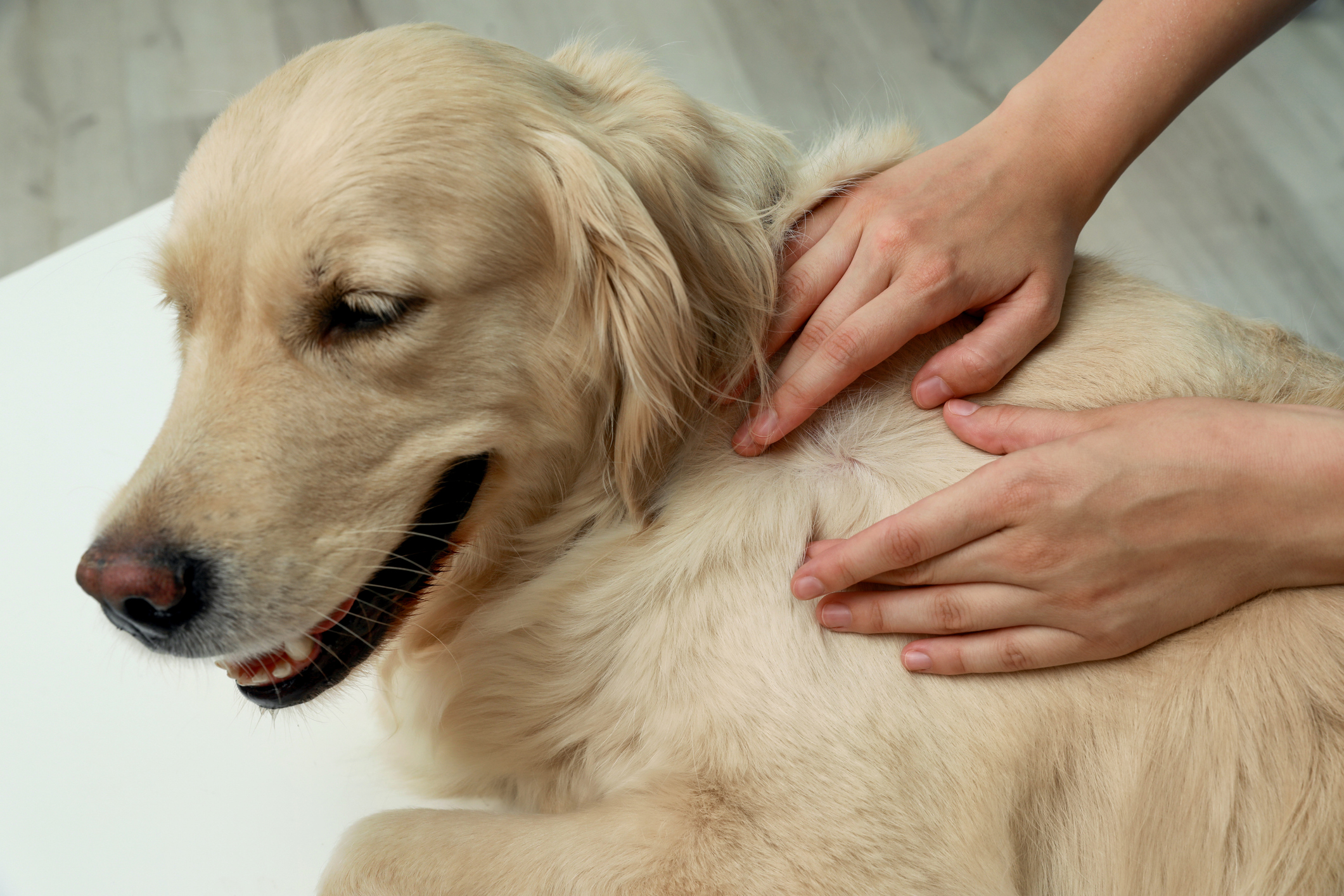 Diagnosis & Management of Canine Lyme Borreliosis: Guide