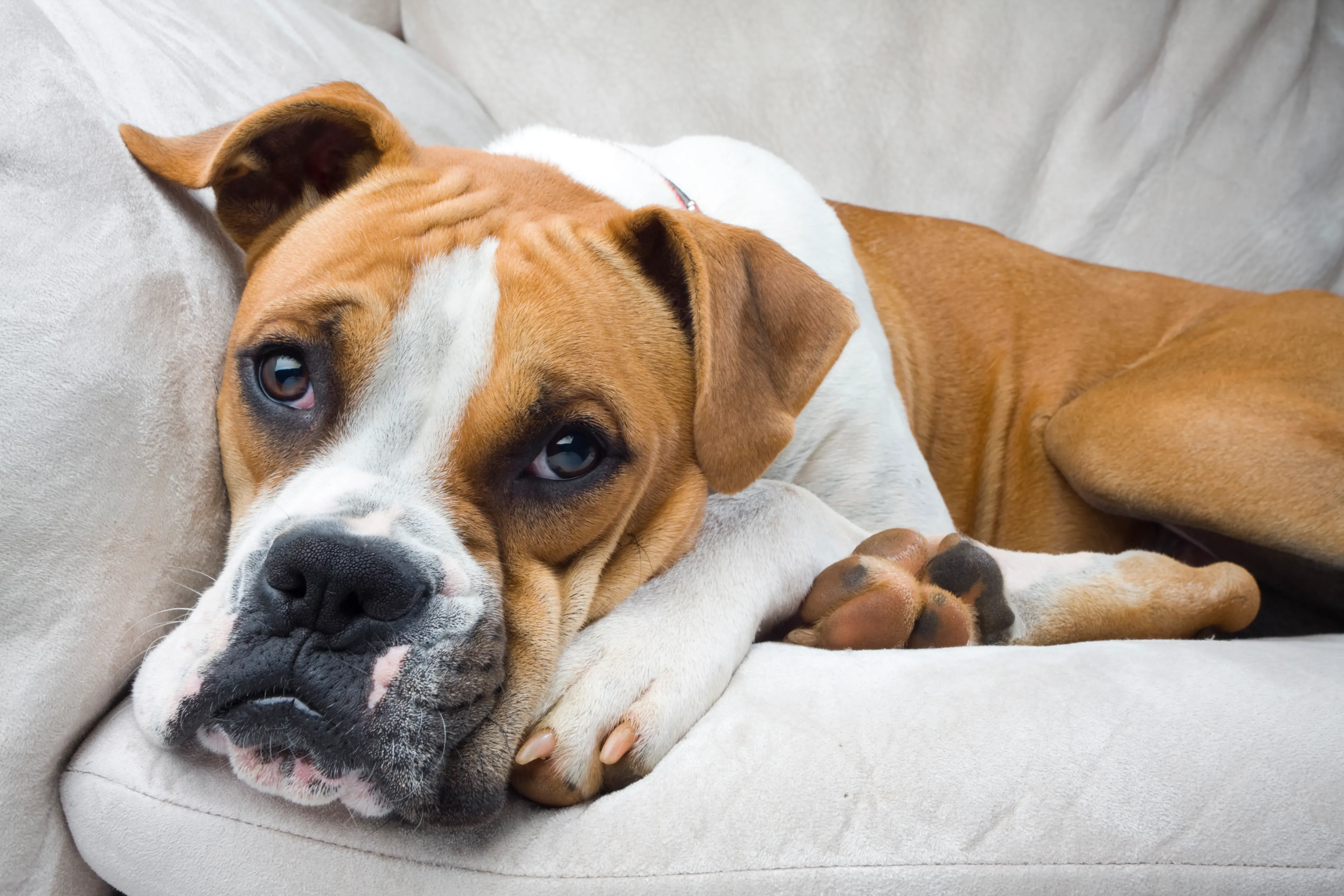 Diagnosing & Treating Urinary Incontinence in Dogs