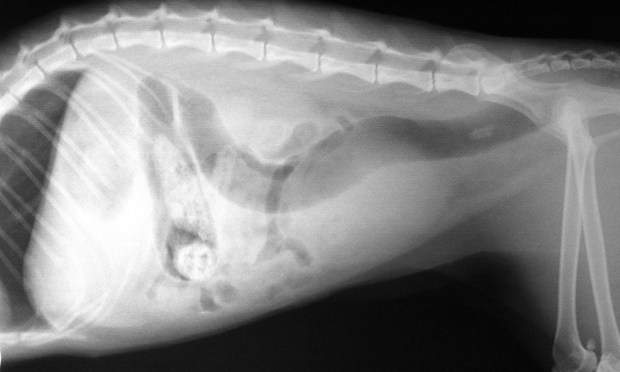 Dysuria in a Cat: Could It Be More?