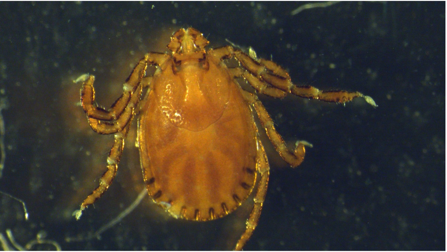 Clinical Image: Tick Species