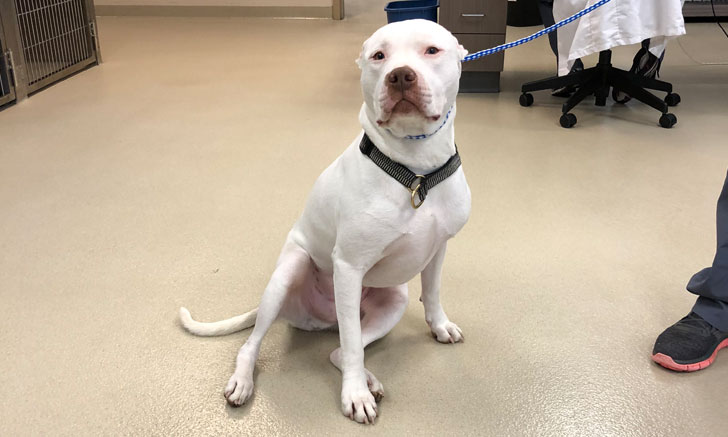 Top 5 Signs to Watch for During an Orthopedic Examination