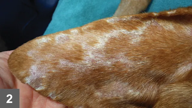 Canine Sebaceous Adenitis