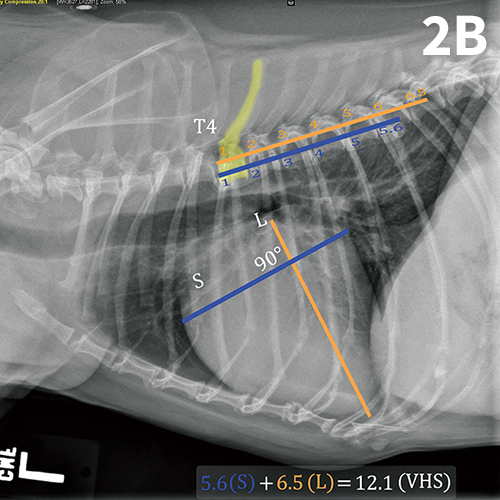 Vertebral Heart Scale | Clinician's Brief