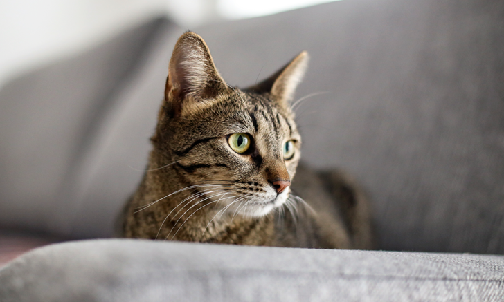 Differential Diagnosis: Icterus in Feline Patients