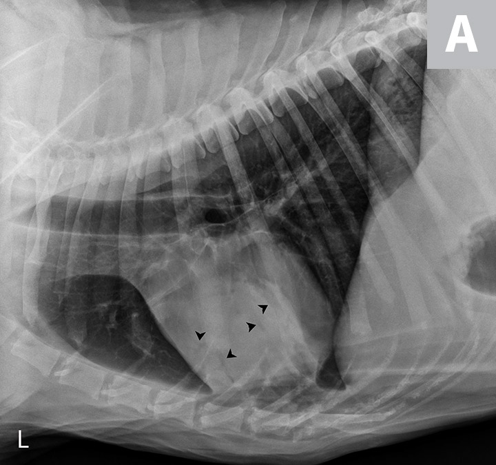 Histiocytic Sarcoma Imaging in Dogs | Clinician's Brief